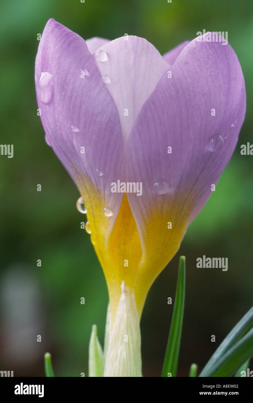 Crocus sieberi 'Firefly' Stock Photo - Alamy