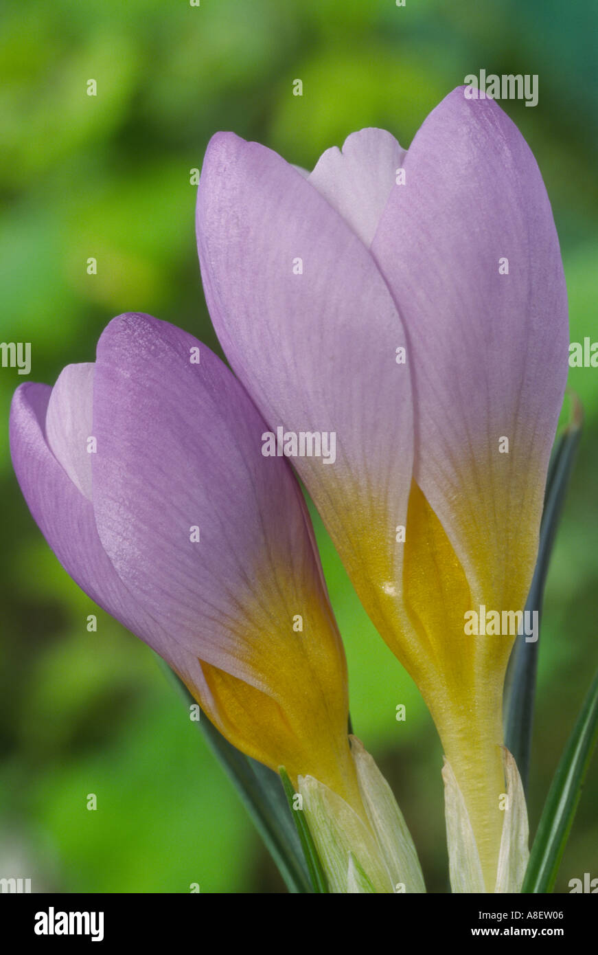 Sieberi firefly hi-res stock photography and images - Alamy