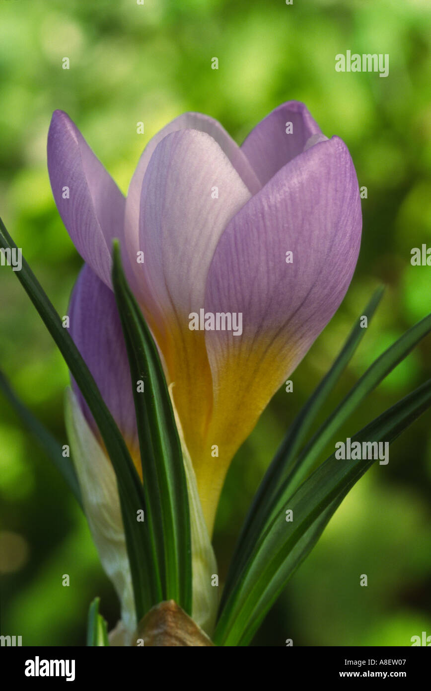 Sieberi firefly hi-res stock photography and images - Alamy