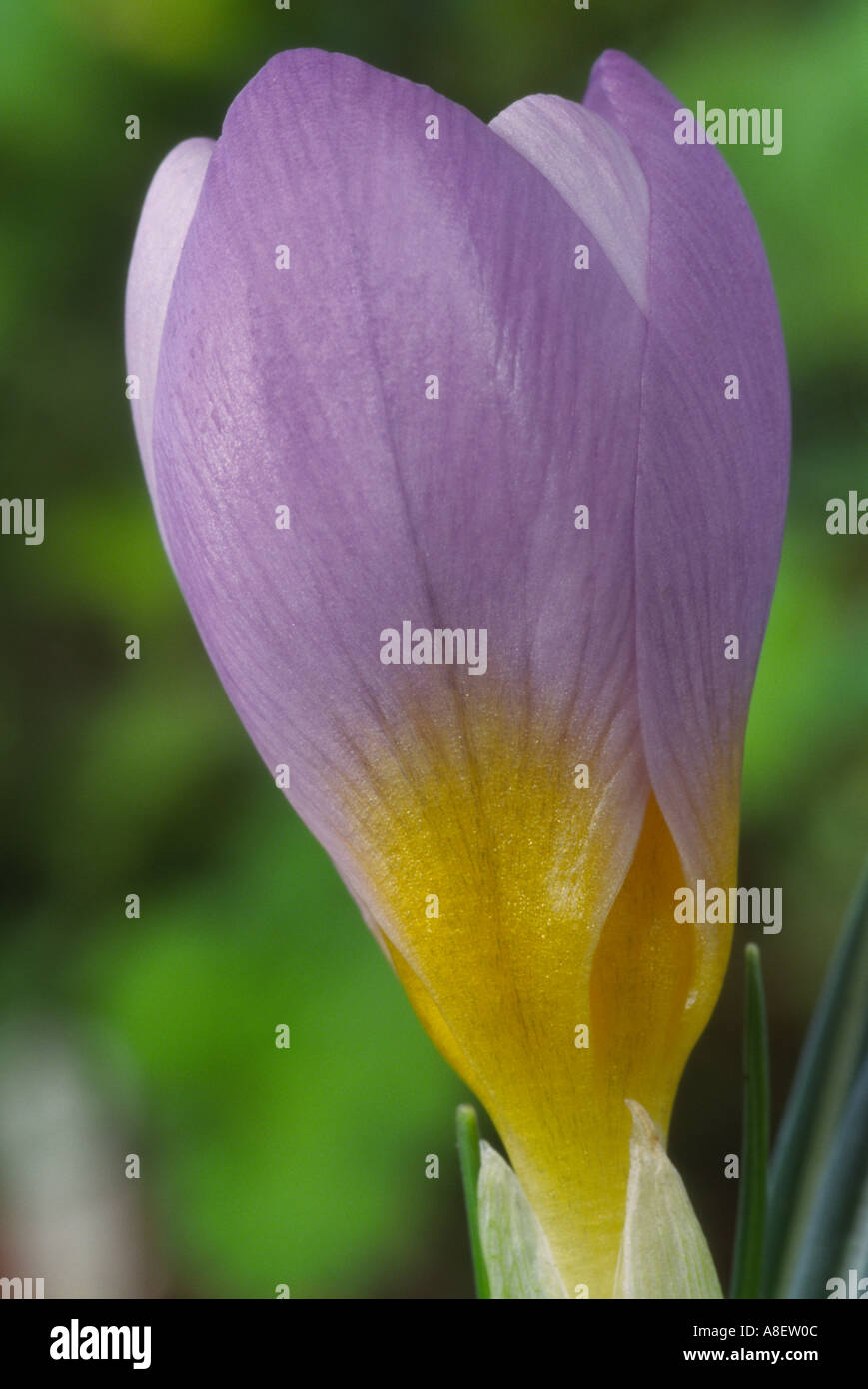 Crocus sieberi 'Firefly' Stock Photo - Alamy
