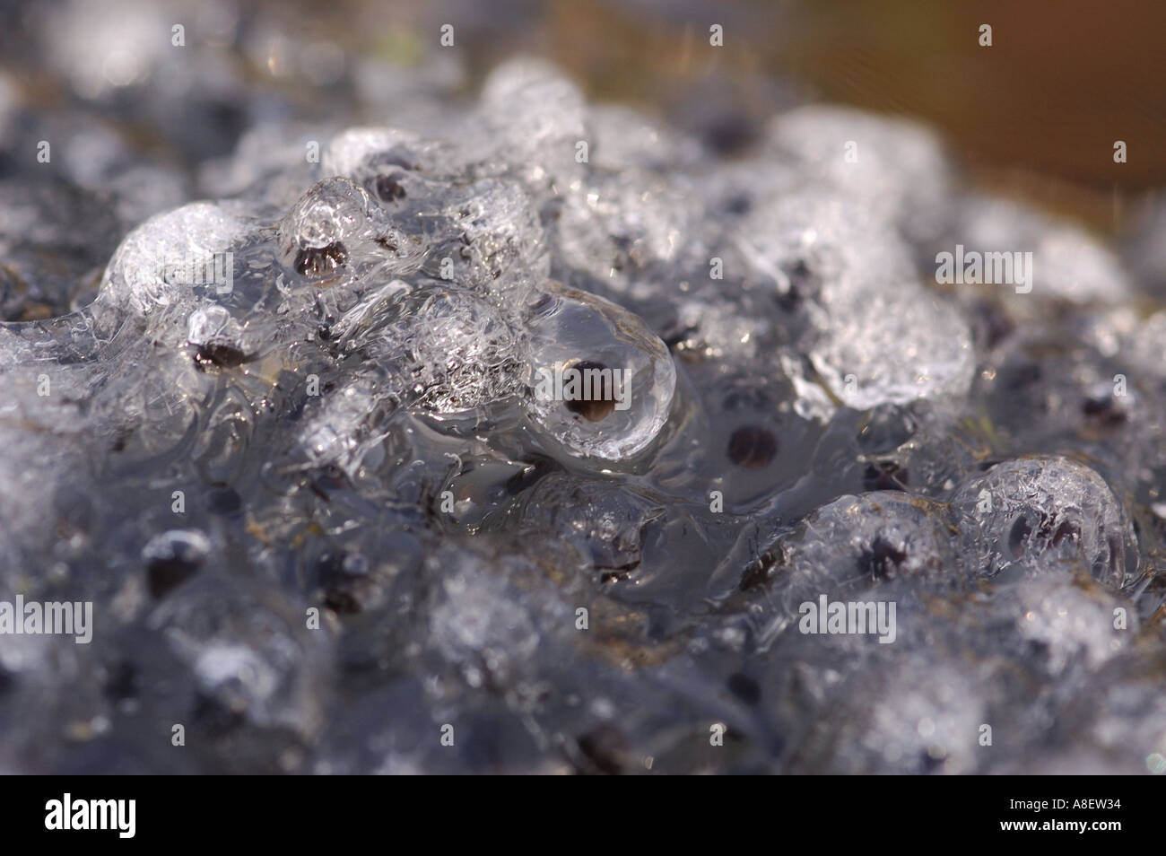 Frozen Frogspawn in a Garden Pond Stock Photo - Alamy