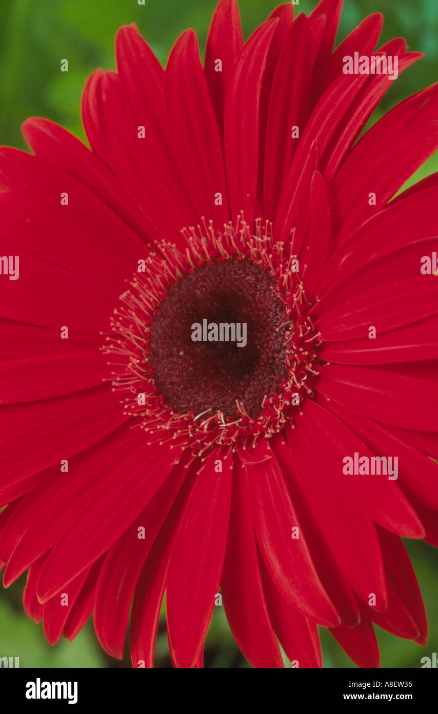 Gerbera 'Living Colours'. One colour from mixed colours Stock Photo - Alamy