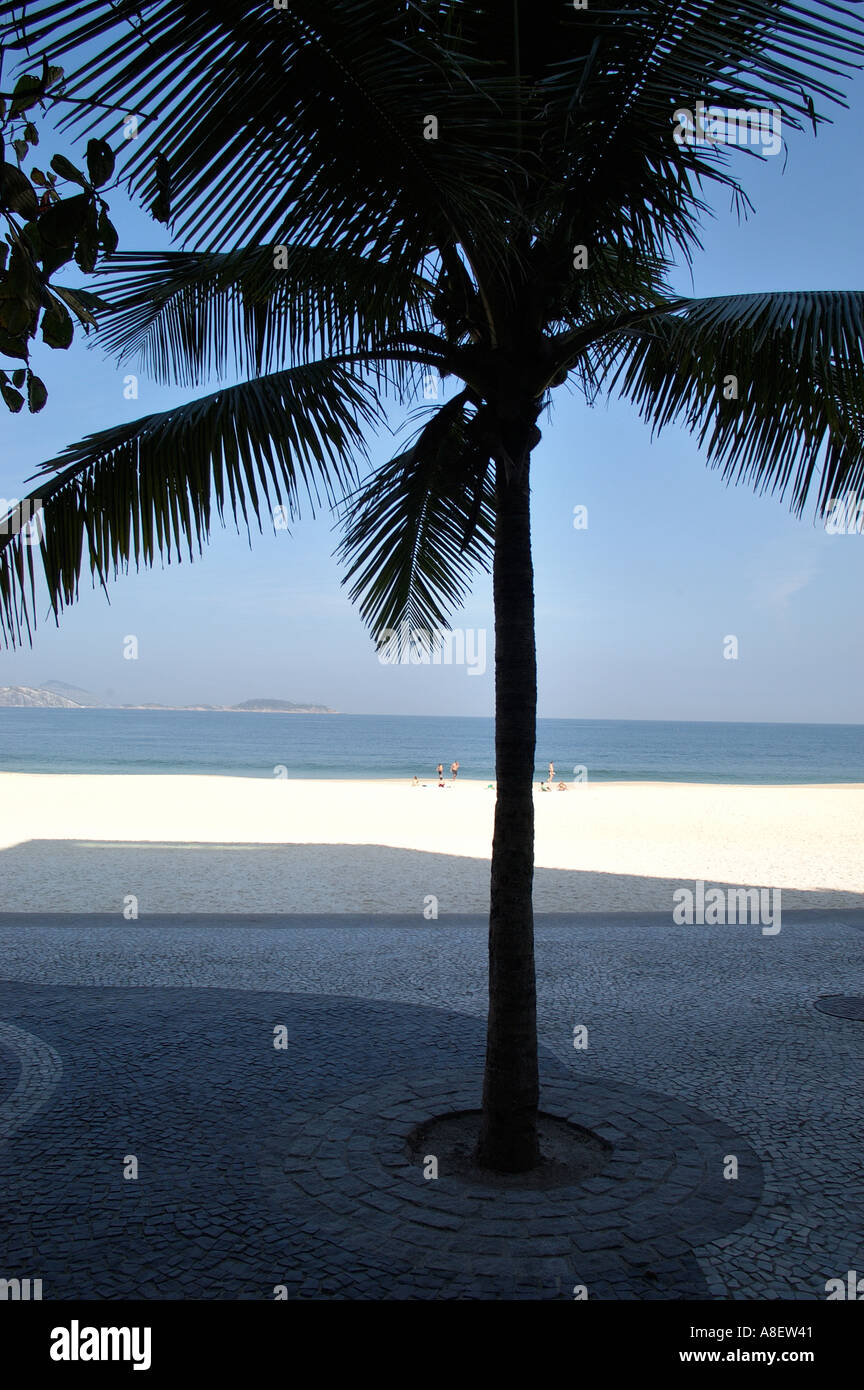 palm tree in copacabana rio de janeiro brasil Stock Photo - Alamy