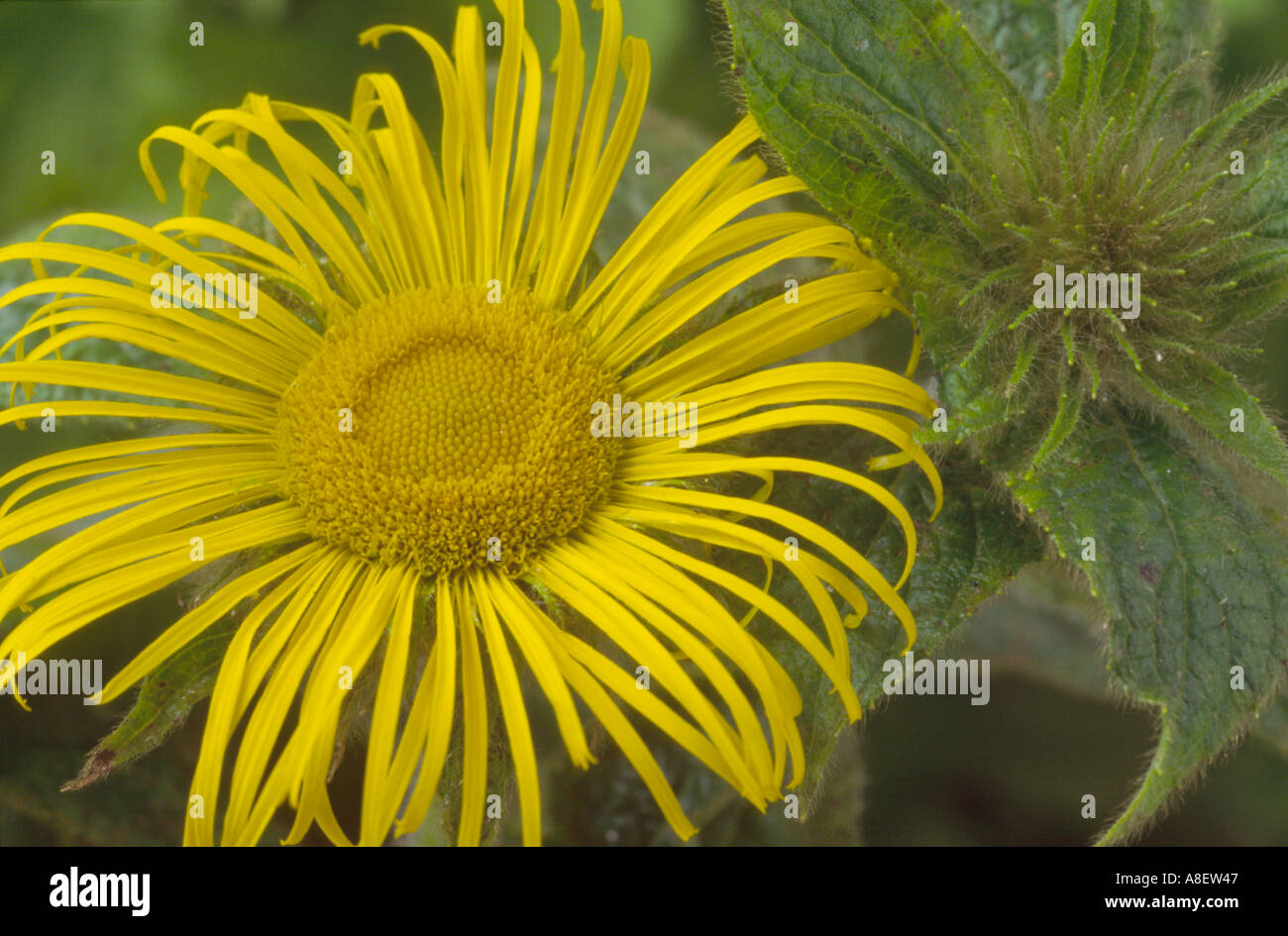 Inulas hi-res stock photography and images - Alamy