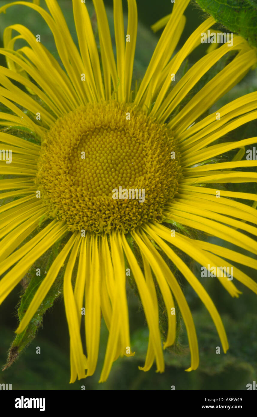 Inulas hi-res stock photography and images - Alamy