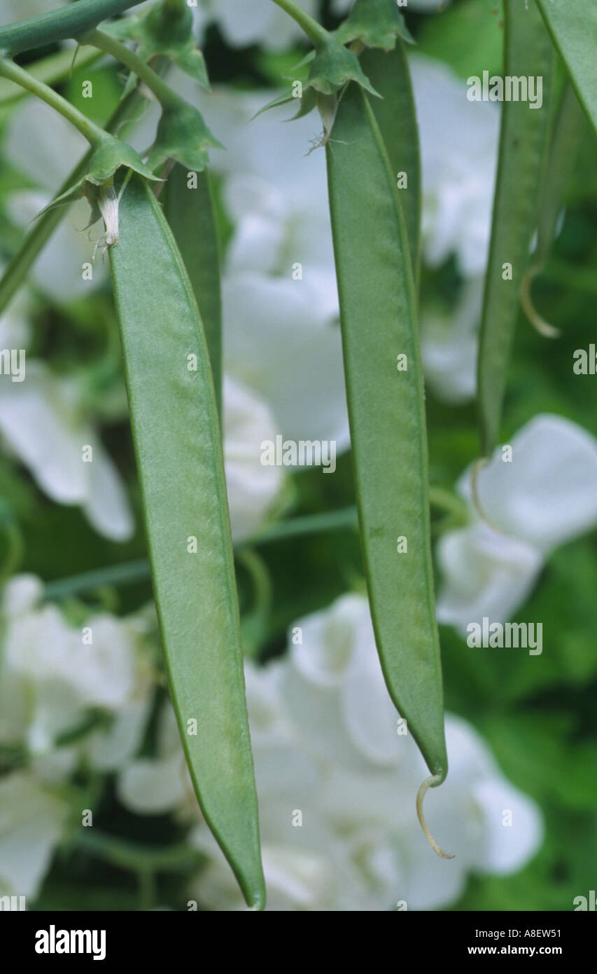 Lathyrus latifolius 'White Pearl'. AGM Seed pods. Everlasting pea ...