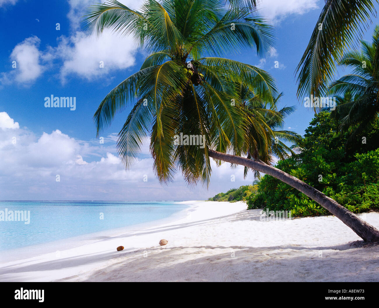 Maldives islands Indian ocean Baa atoll coconut palm, beach Stock Photo ...