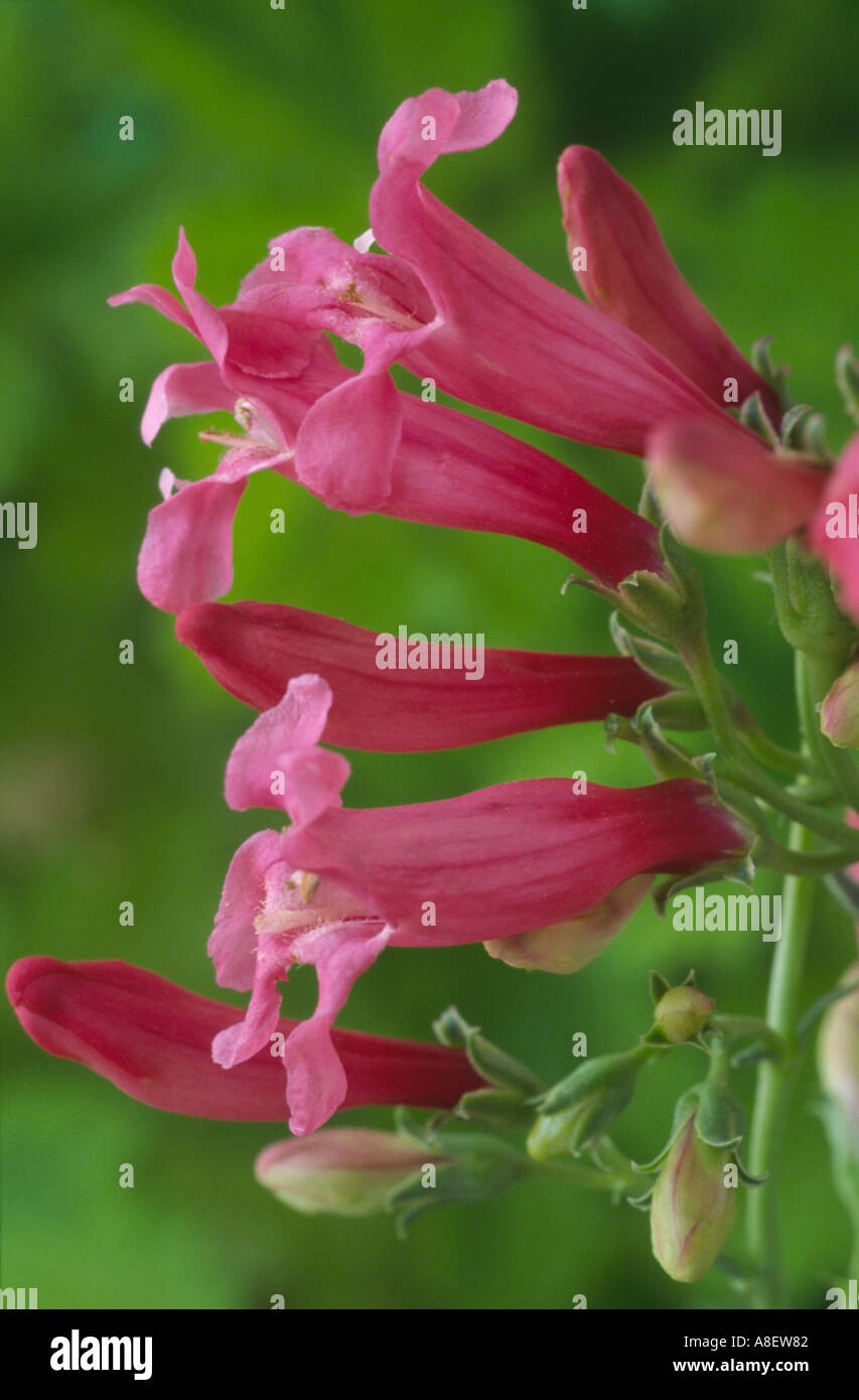 Penstemon barbatus hi-res stock photography and images - Alamy