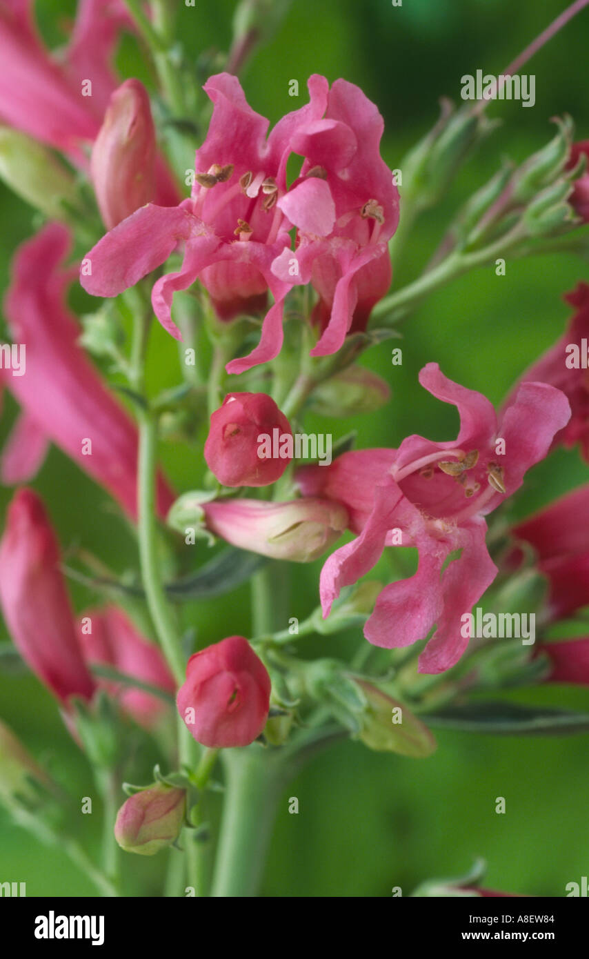 Penstemon barbatus hi-res stock photography and images - Alamy