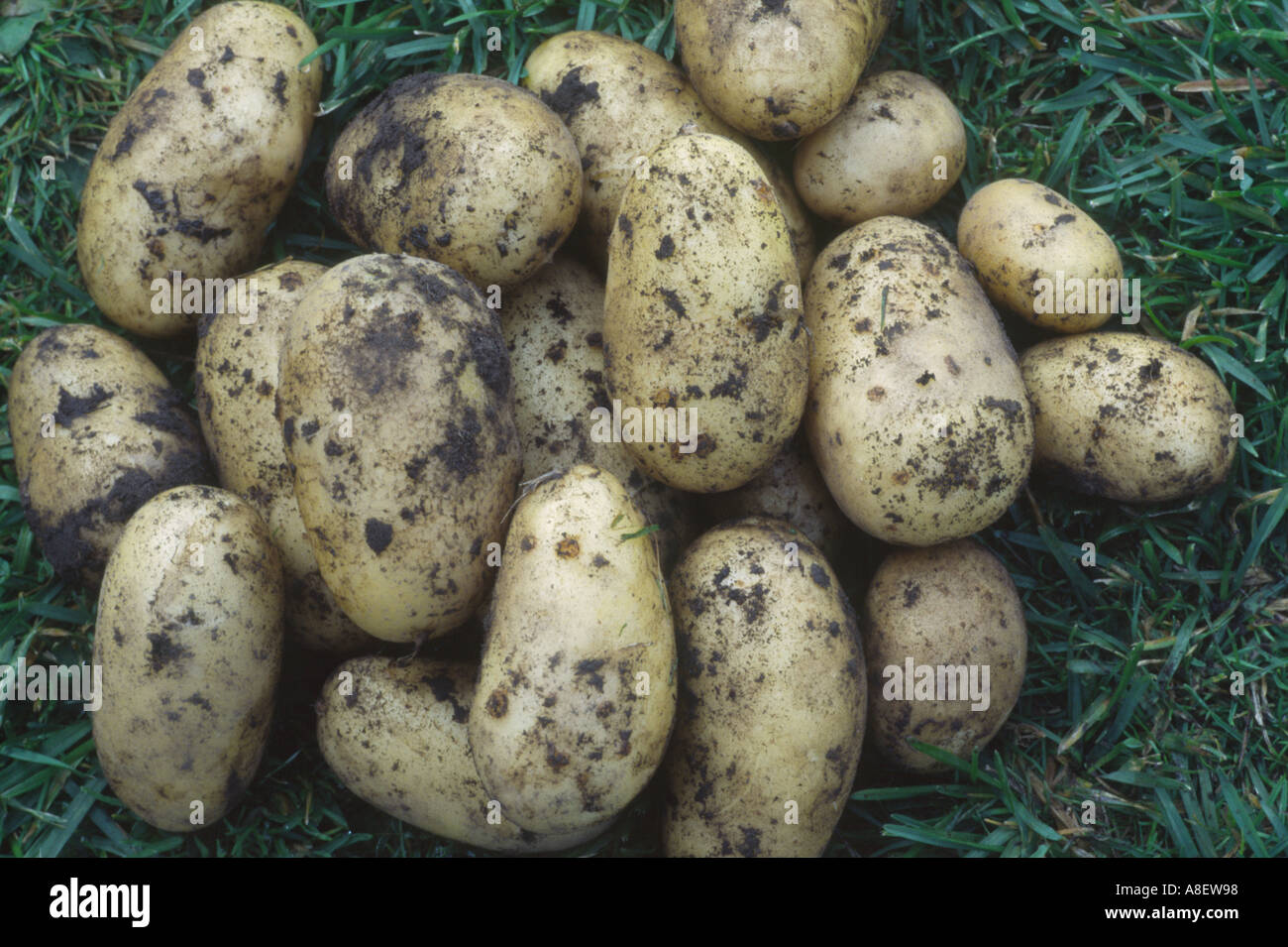 Second early potato charlotte hi-res stock photography and images - Alamy
