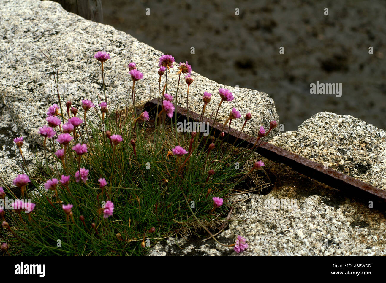 Carrick roads cornwall hi-res stock photography and images - Alamy