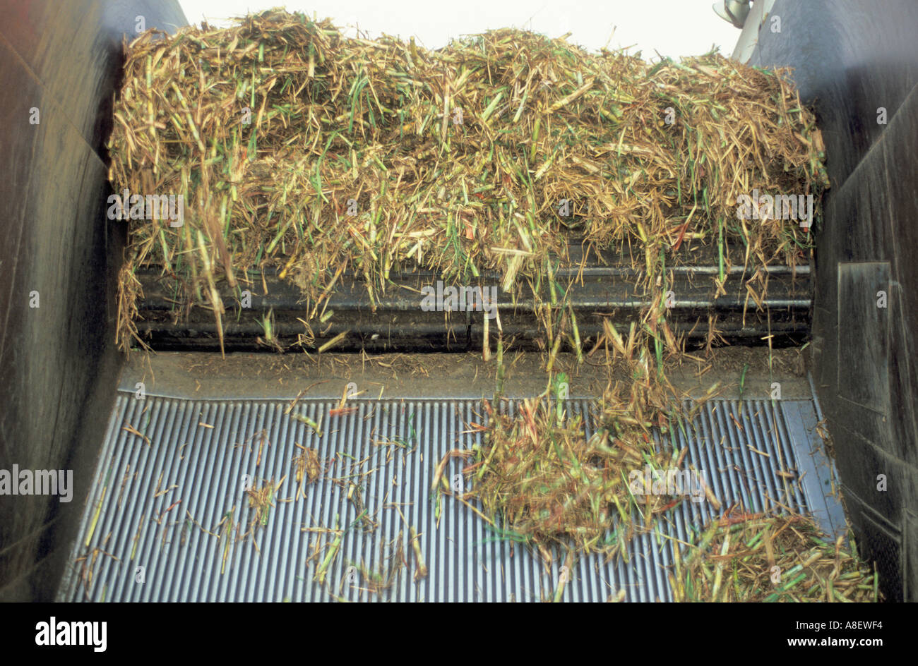 Raw Sugar Cane Processing Taiwan Republic Of China Stock Photo - Alamy