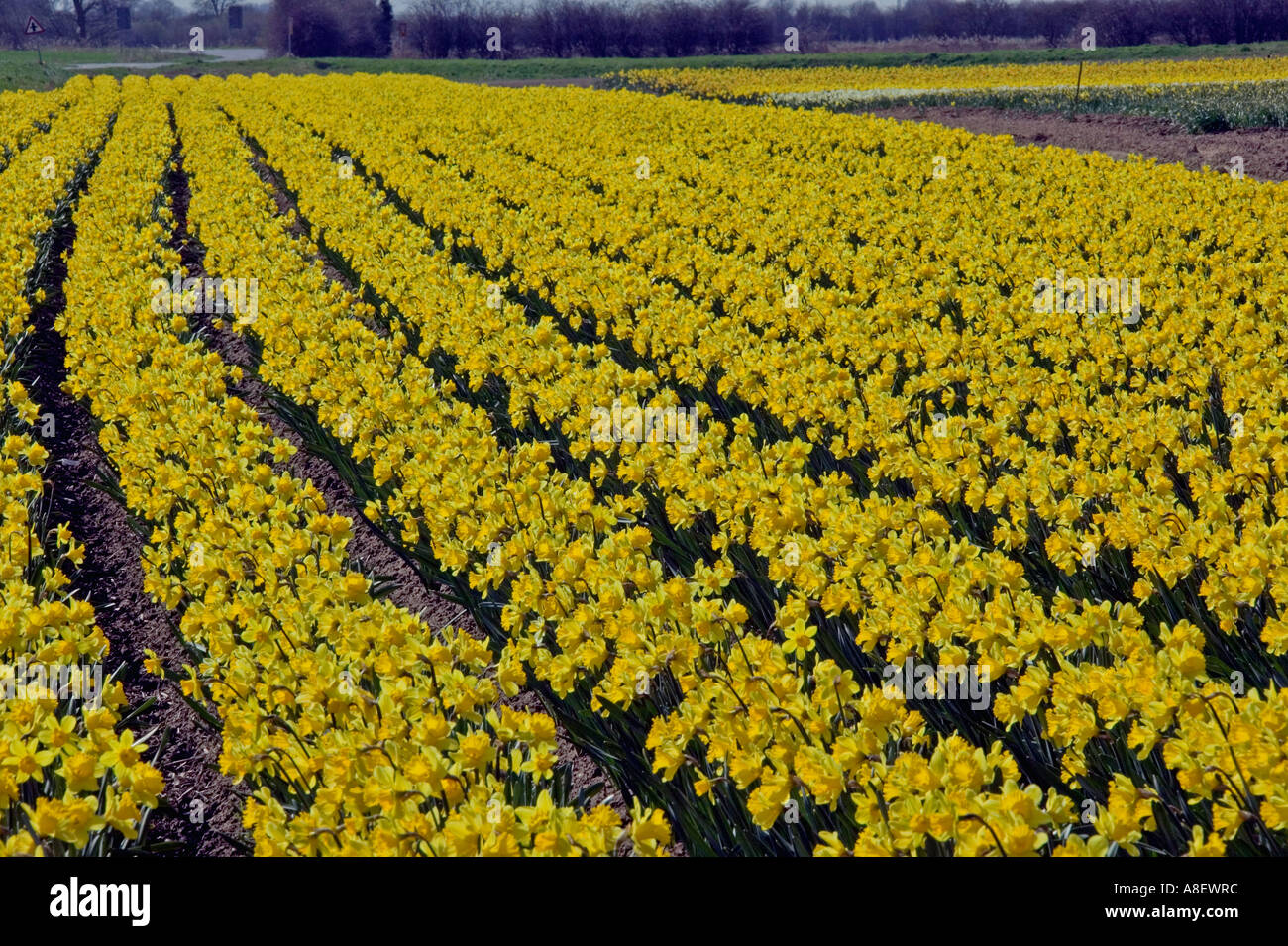 Spalding colour. Fenland Stock Photo - Alamy