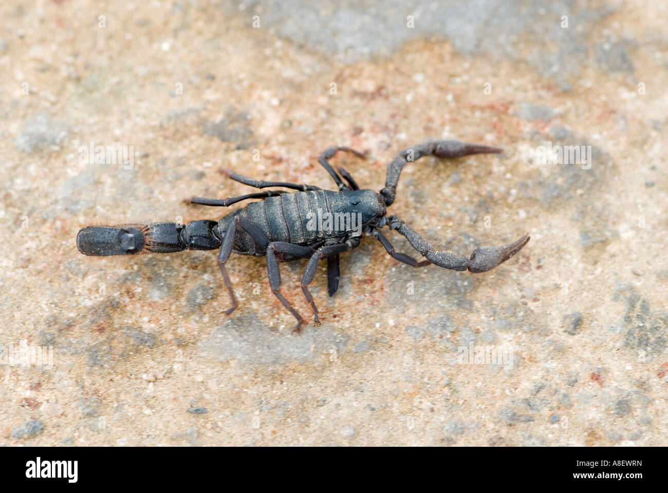 Africa namibia scorpion hi-res stock photography and images - Alamy