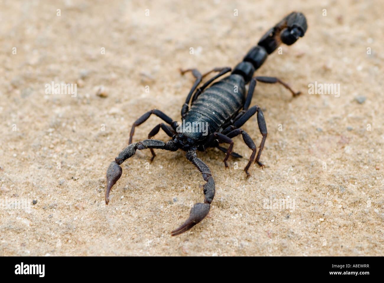 Africa Namibia Scorpion High Resolution Stock Photography and Images ...