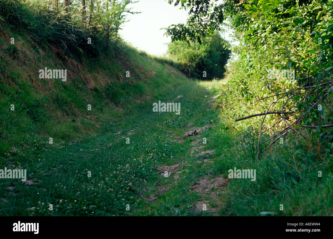 The Sunken Lane at Beaumont Hamel The Somme Picardy France Stock Photo ...