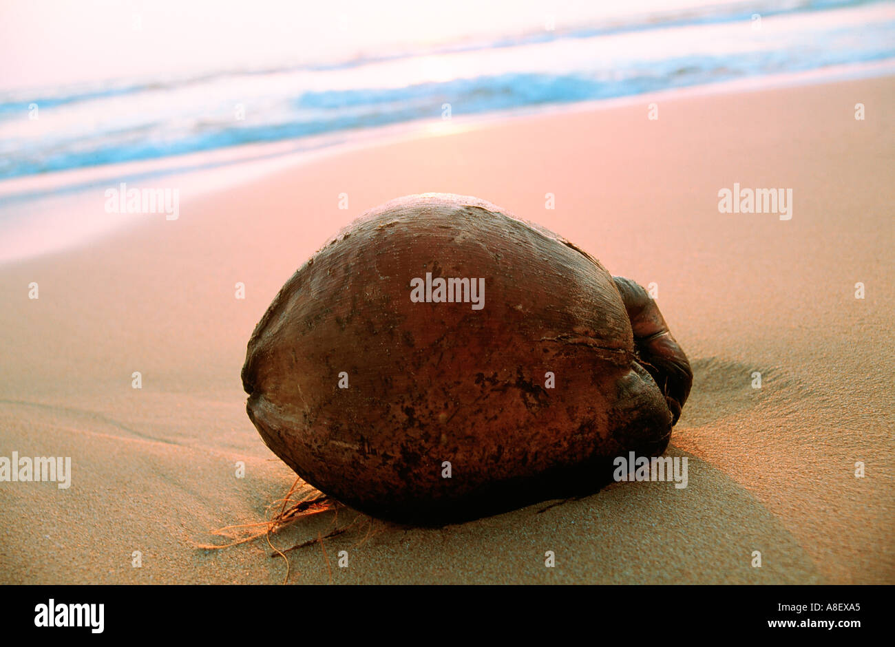 Sri Lanka Ceylon Indian ocean coconut on the beach Stock Photo - Alamy