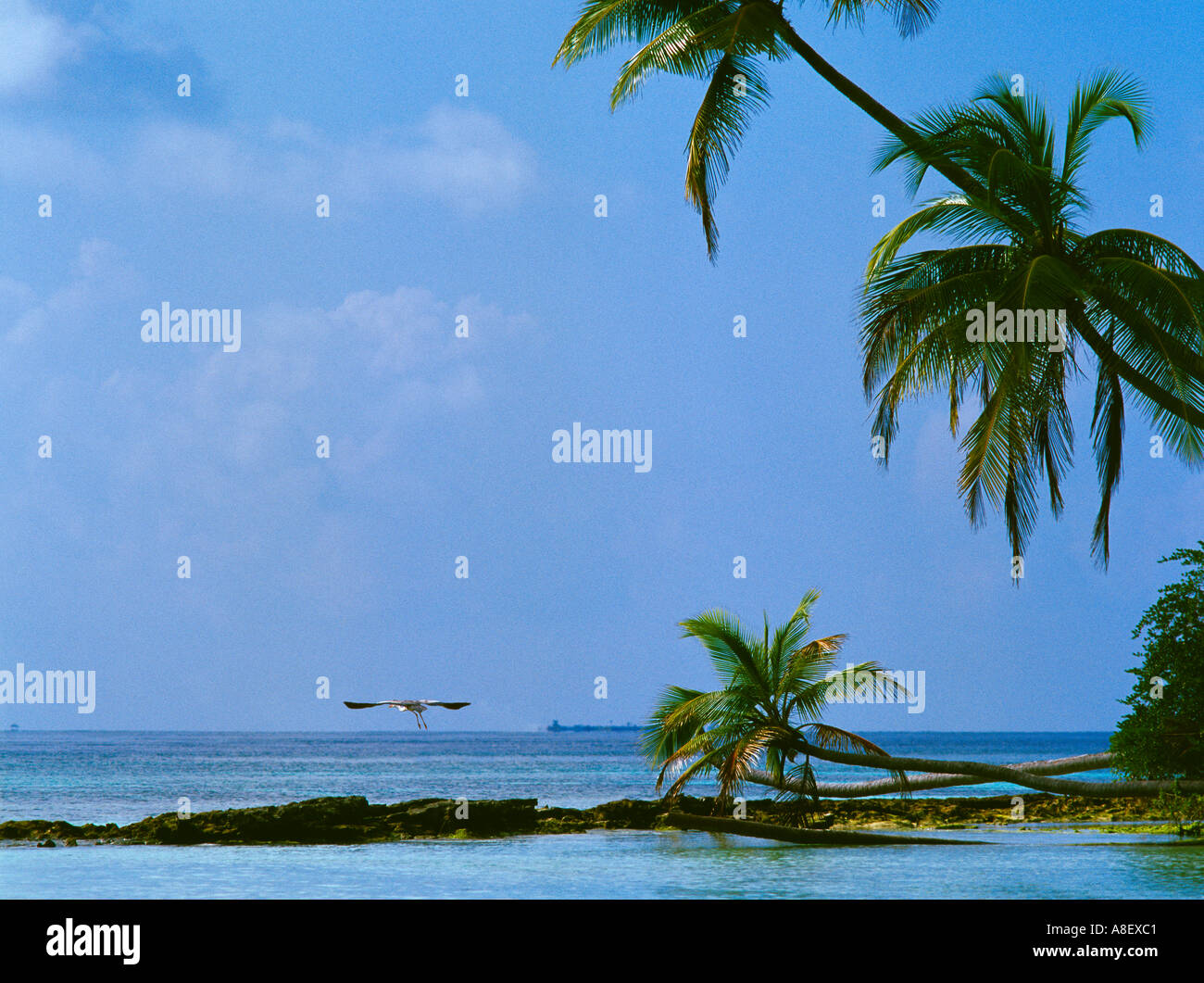 Maldives islands Indian ocean Baa atoll coconut palm Stock Photo - Alamy