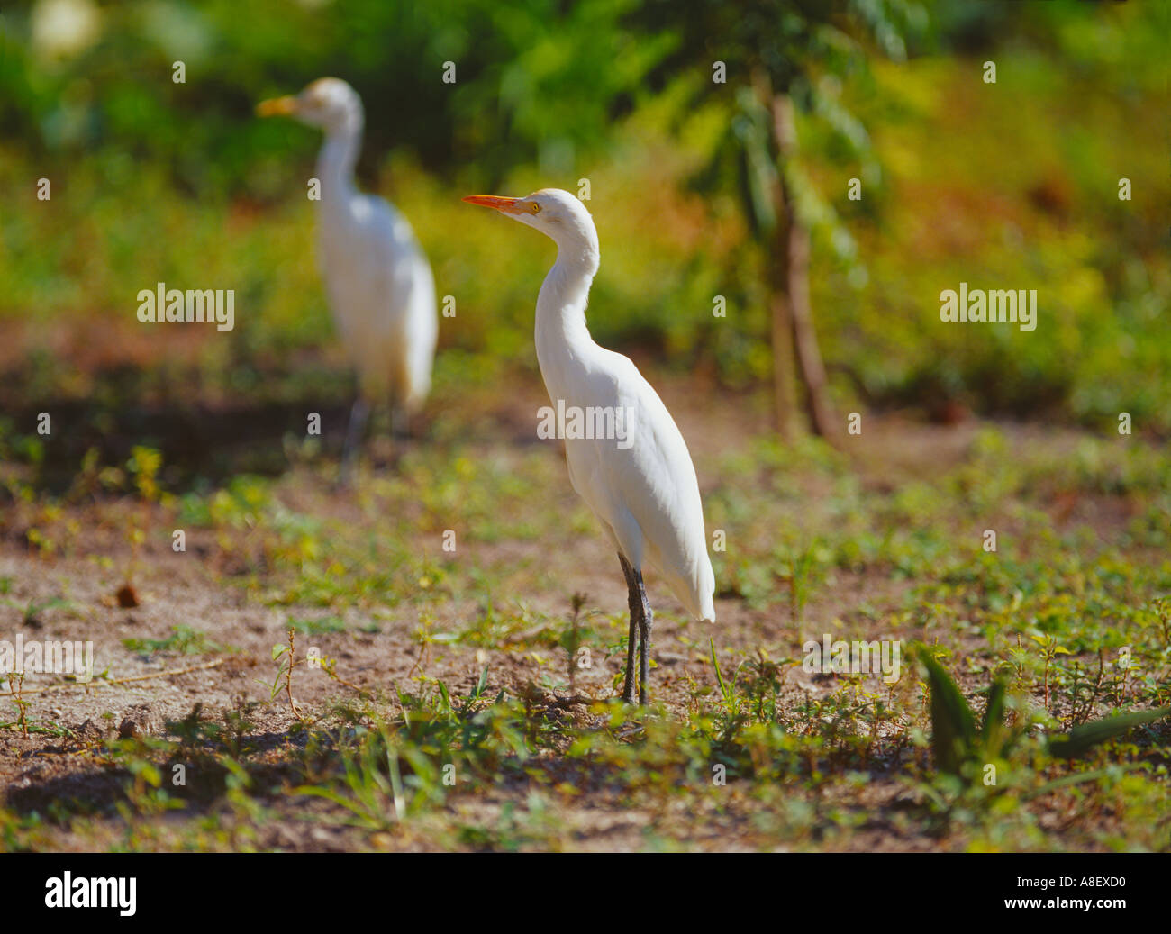 Maldives islands Indian ocean Baa atoll heron, birds Stock Photo - Alamy