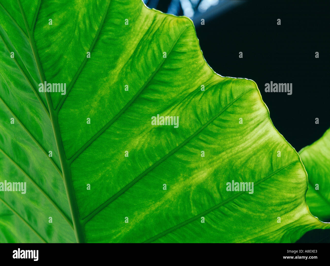 Tropical plant life growing in the Maldives, leaf Stock Photo - Alamy