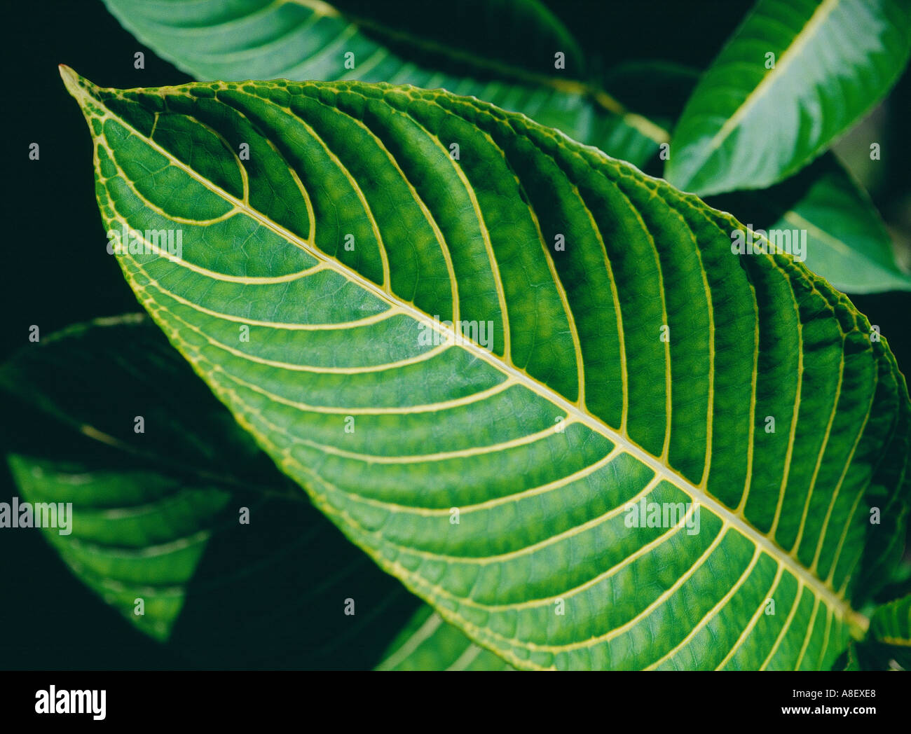 Tropical plant life growing in the Maldives, leafs Stock Photo - Alamy