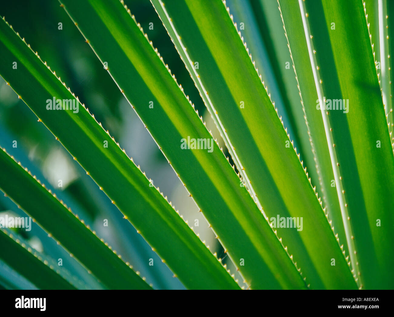 Tropical plant life growing in the Maldives,leaf Stock Photo - Alamy