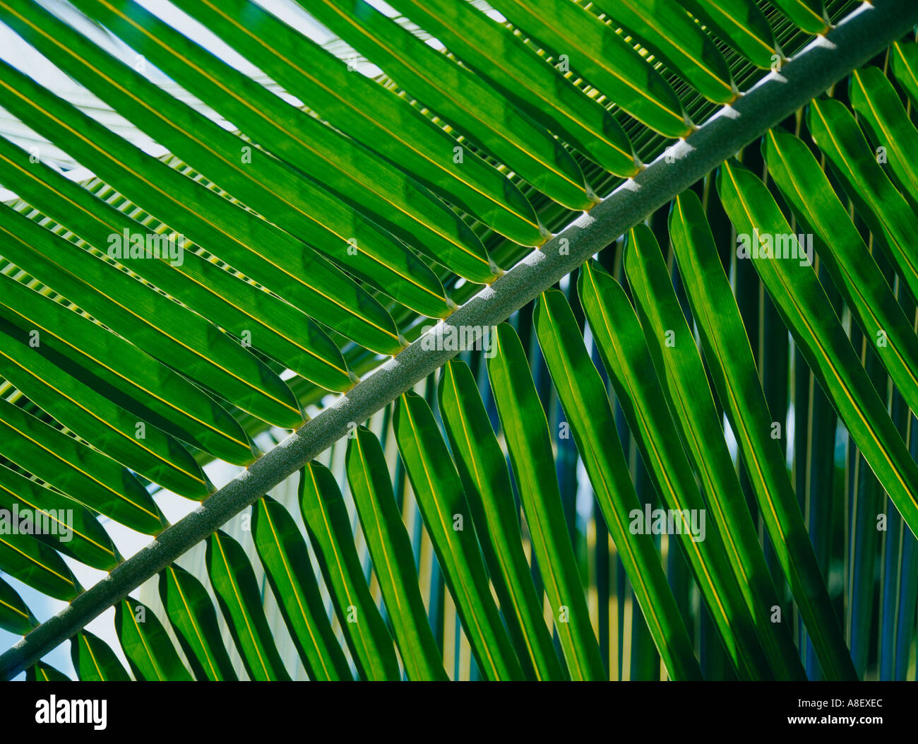 Tropical plant life growing in the Maldives palm, leaf Stock Photo - Alamy