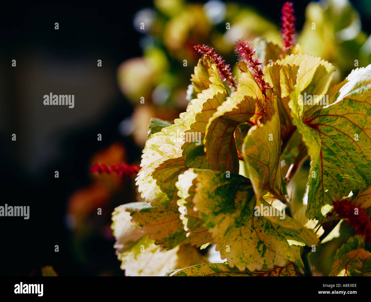 Tropical plant life growing in the Maldives, leaf Stock Photo - Alamy