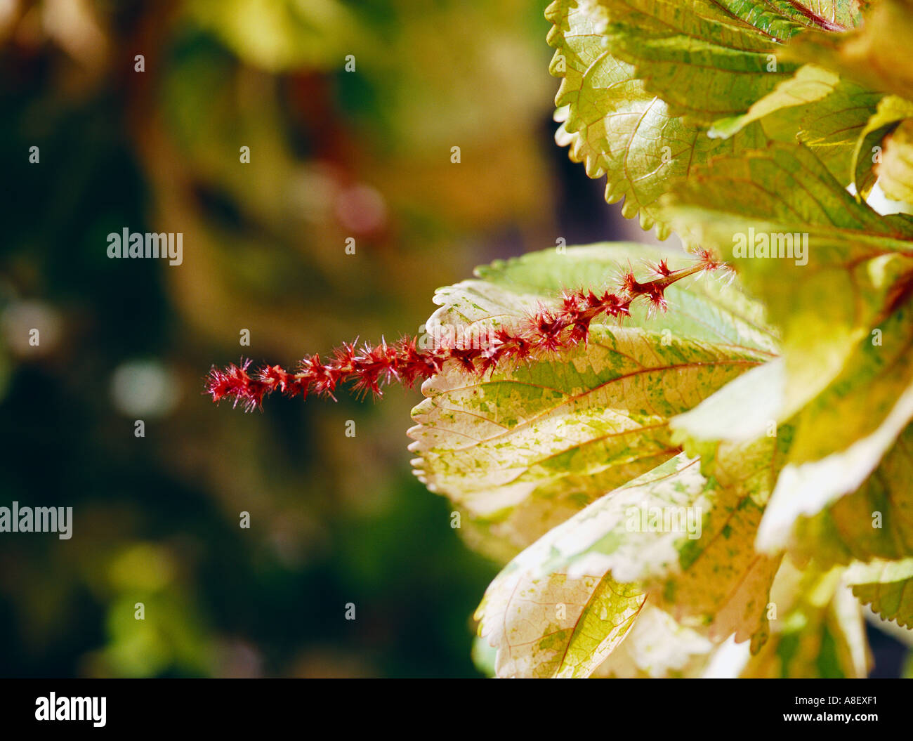 Tropical plant life growing in the Maldives,flower Stock Photo - Alamy