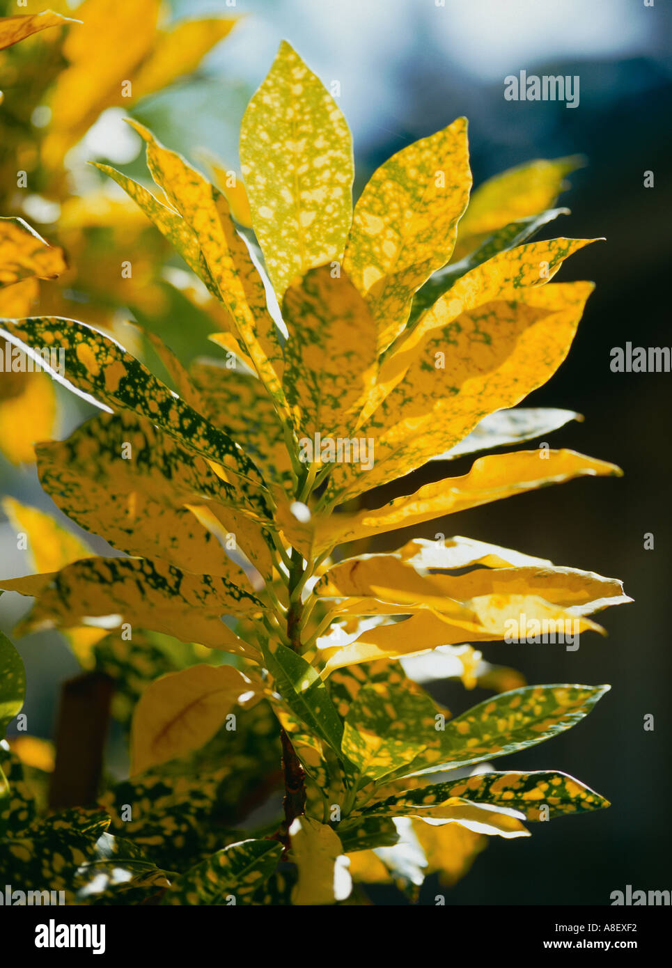Tropical plant life growing in the Maldives, flower Stock Photo - Alamy