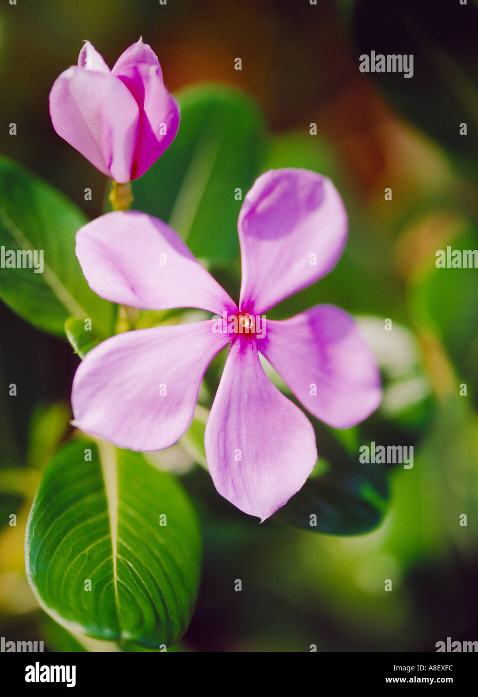 Tropical plant life growing in the Maldives, flower Stock Photo - Alamy
