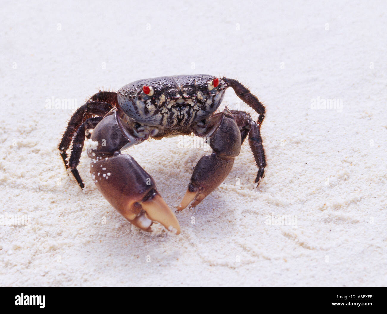 Marine life environment Cut Out Stock Images & Pictures - Alamy
