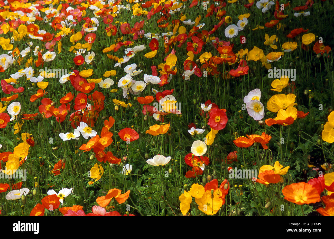Pick poppies hi-res stock photography and images - Alamy