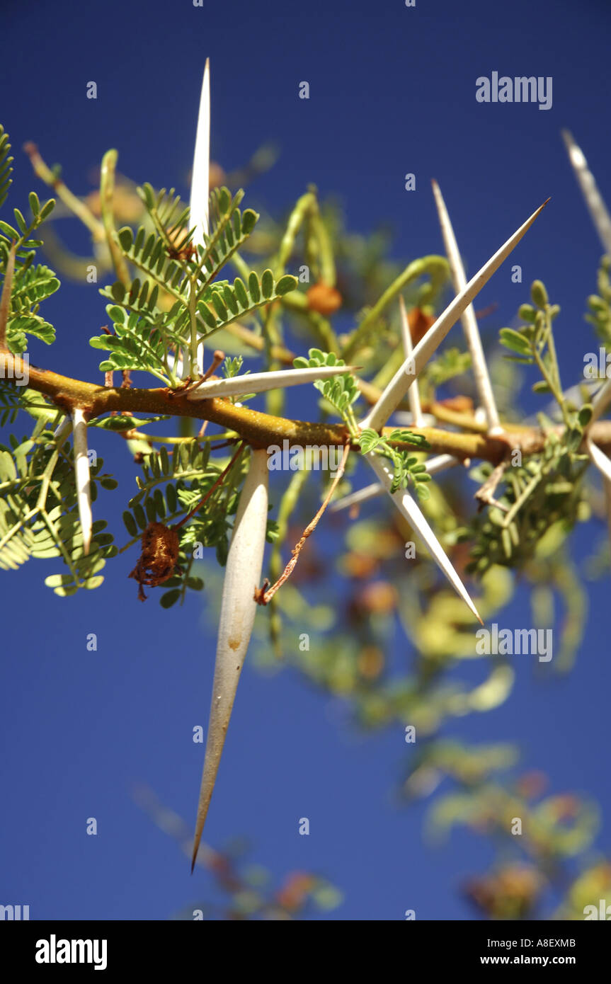 Acacia tree has spikes as a method to stop it from being eaten by ...