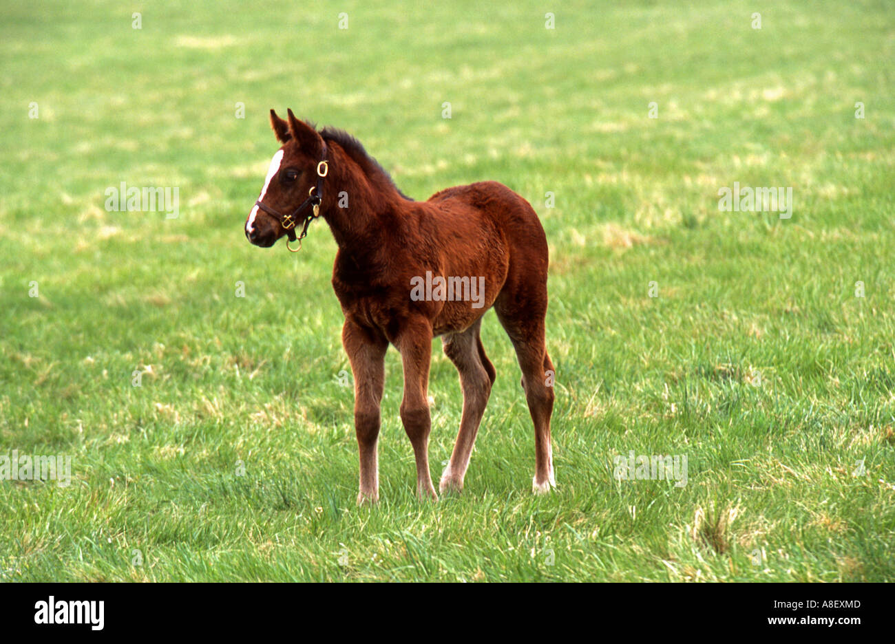 Spring Thoroughbred Foal Stock Photo - Alamy