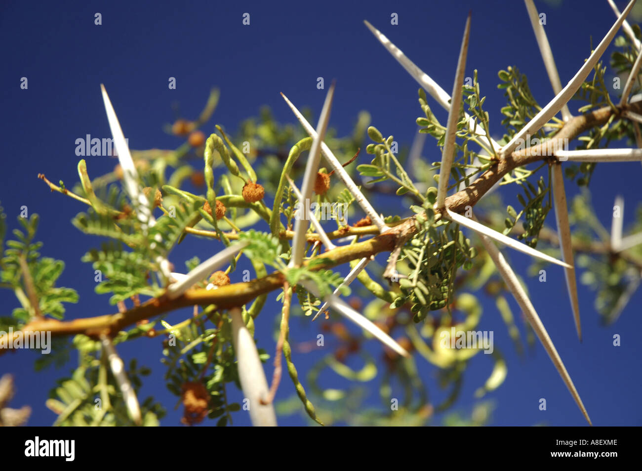 Acacia tree has spikes as a method to stop it from being eaten by ...