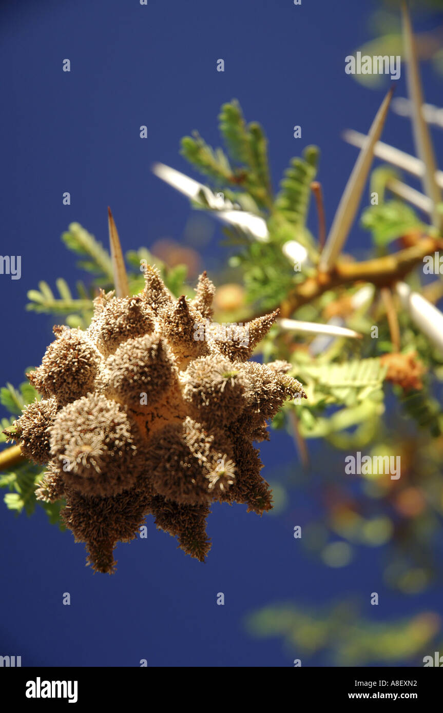 Acacia tree seed pods Stock Photo - Alamy