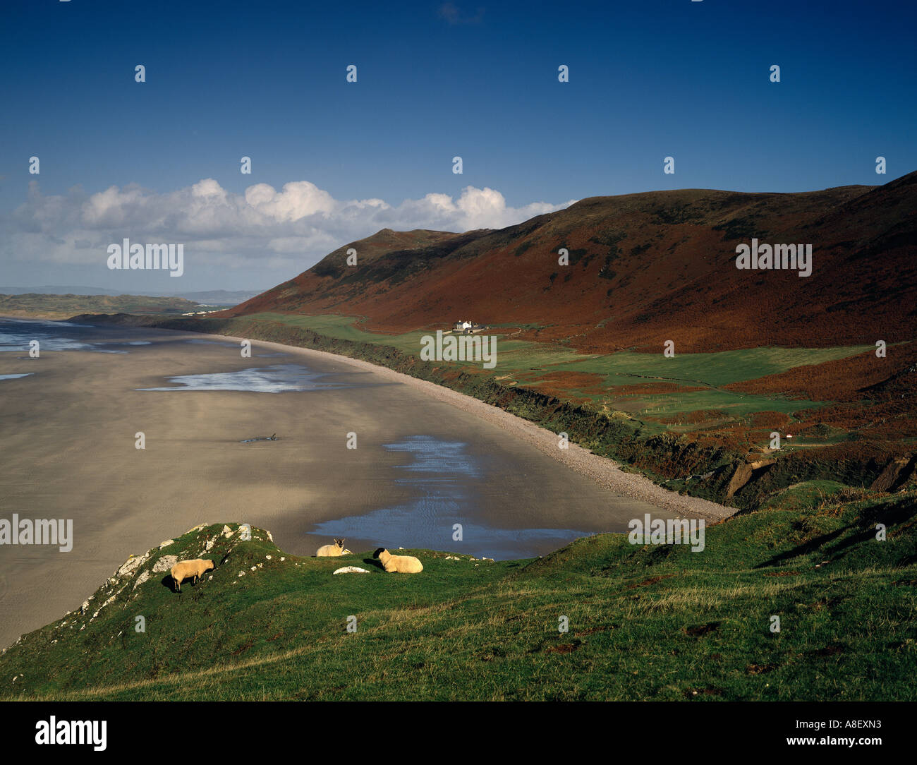 Rhossili cliffs sheep grazing hi-res stock photography and images - Alamy