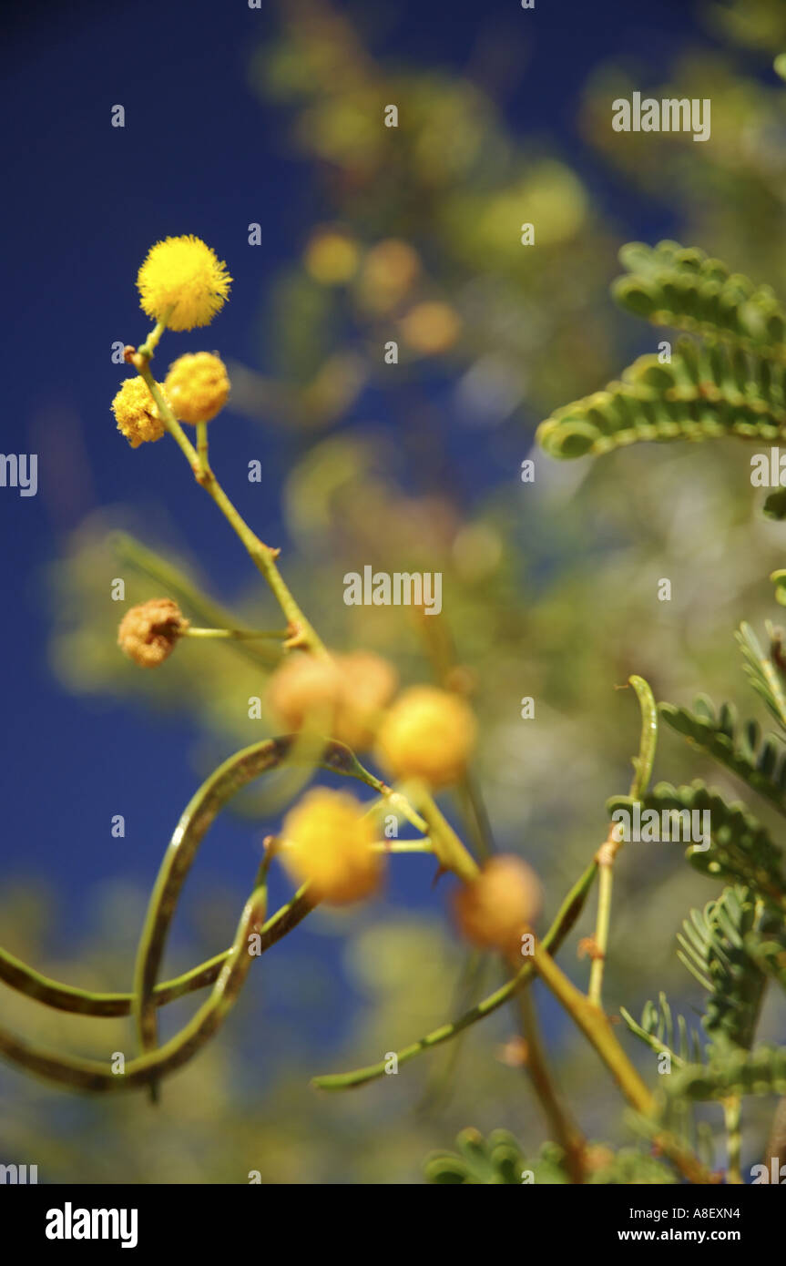 Acacia tree seed pods hi-res stock photography and images - Alamy