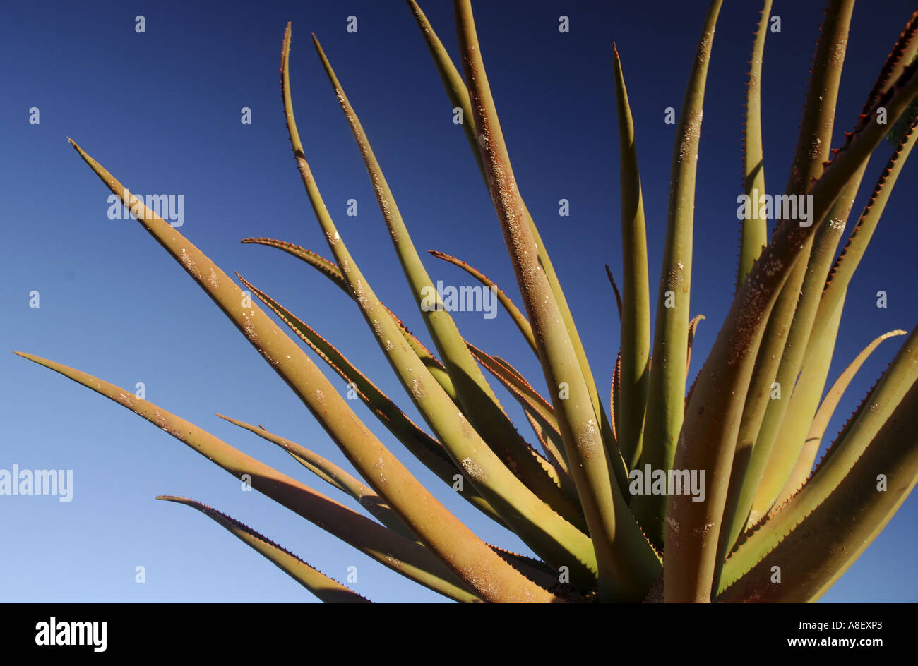Aloe plant in South Africa Stock Photo - Alamy