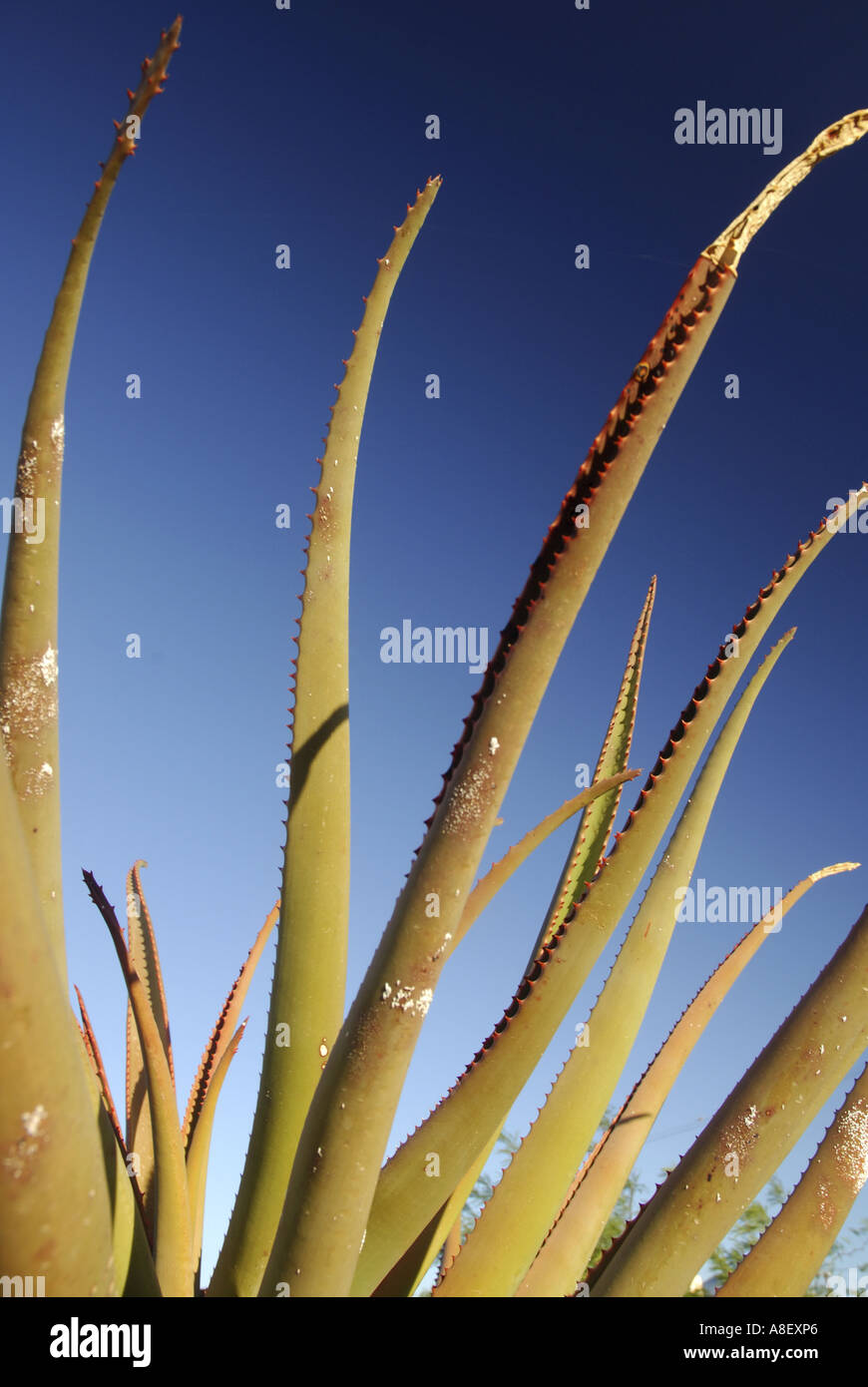 Aloe plant in South Africa Stock Photo - Alamy