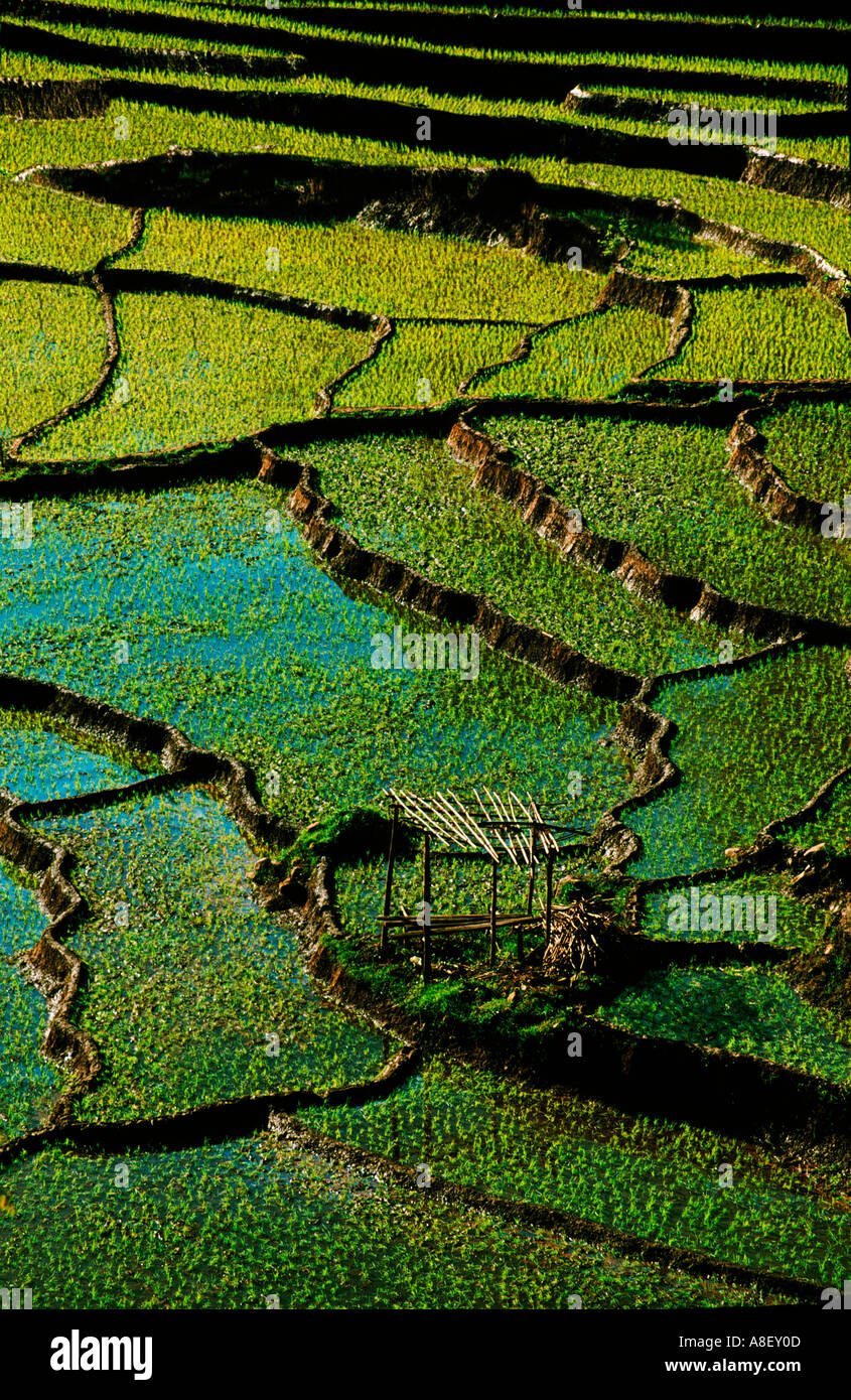 Sri Lanka Ceylon Nuwara Eliya rice is terraced Stock Photo - Alamy