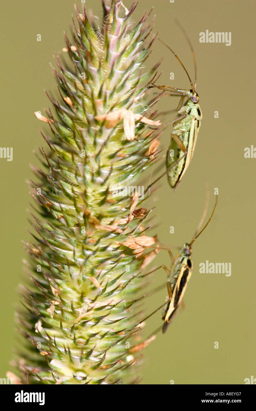 Bugs on grass Stock Photo - Alamy
