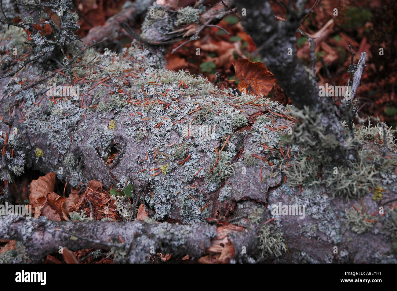 Lichens symbiotic fungus alga hi-res stock photography and images - Alamy