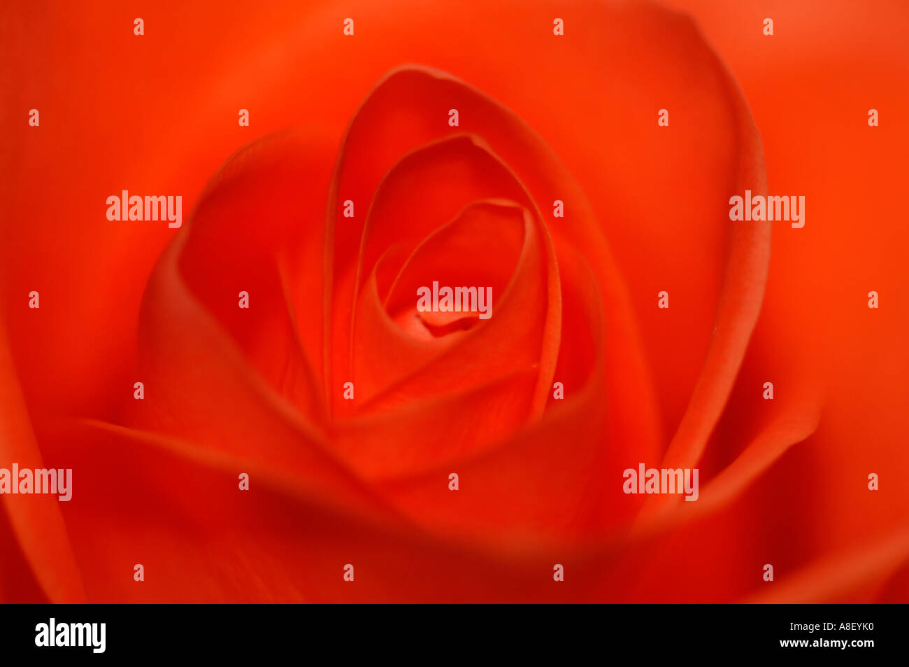 Red colou hi-res stock photography and images - Alamy