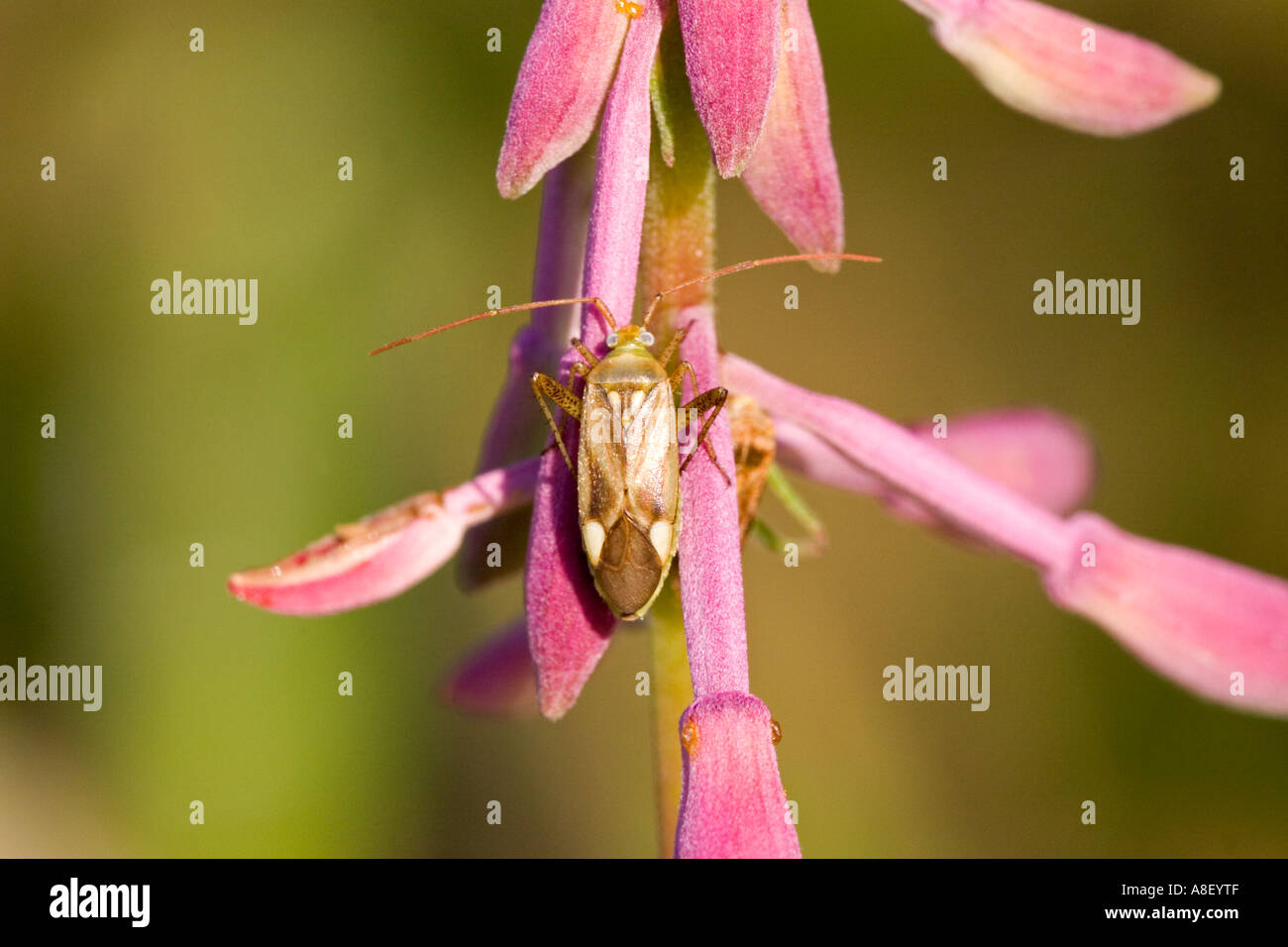 Alfalfa pest hi-res stock photography and images - Alamy