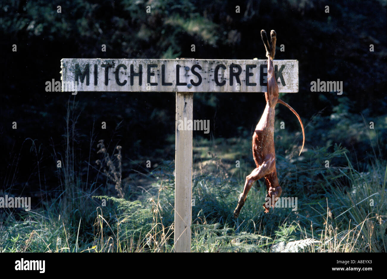 Skinned dingo hung on a road sign as a warning, N.S.W. Australia Stock ...