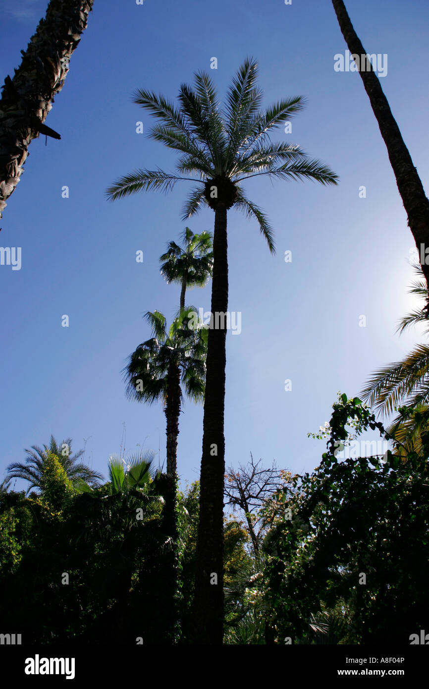 Palm Trees Marrakesh Morocco Stock Photo - Alamy
