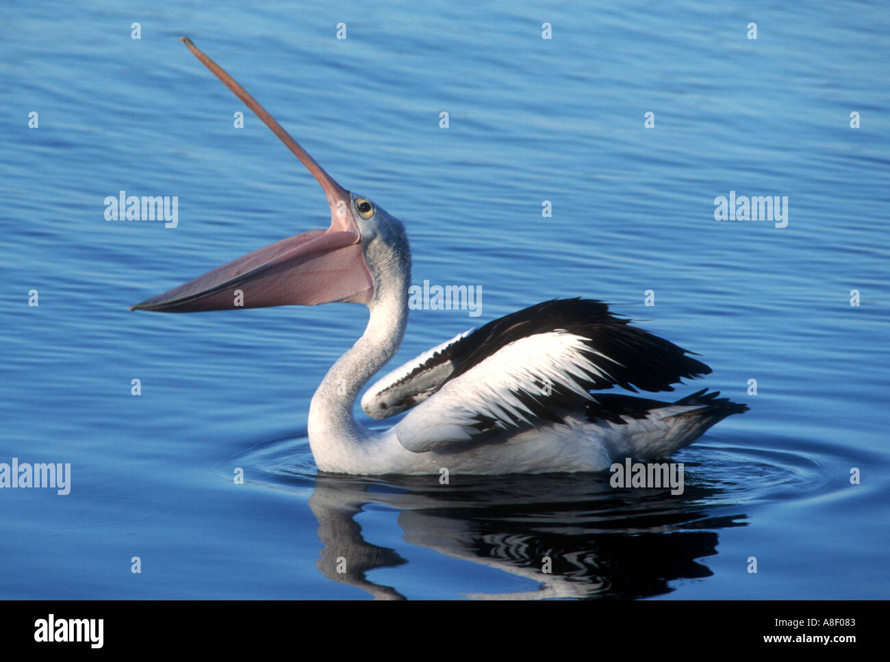 Pelican with wide open bill Stock Photo - Alamy