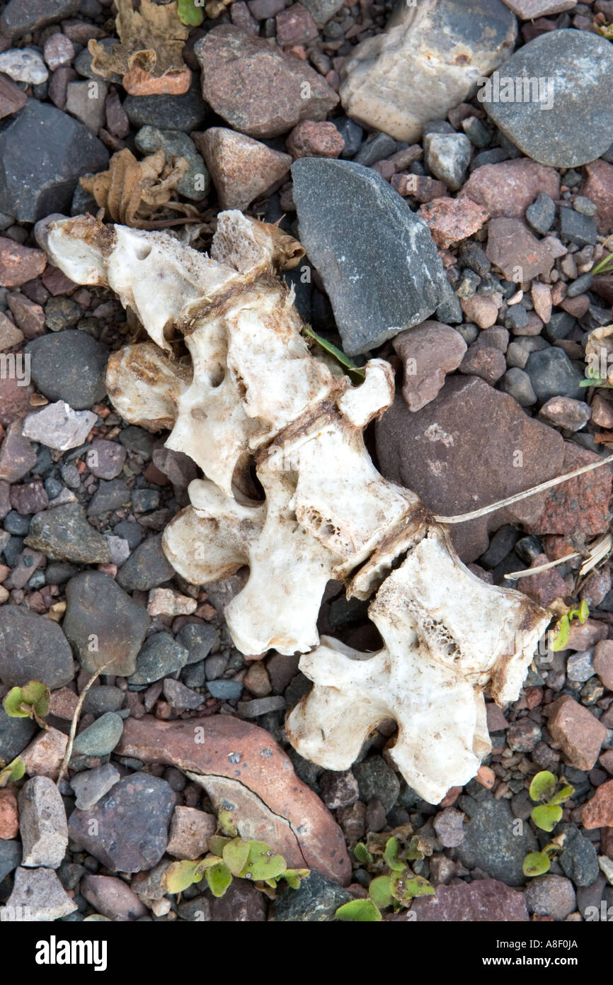 Portion of a backbone of an animal Stock Photo - Alamy